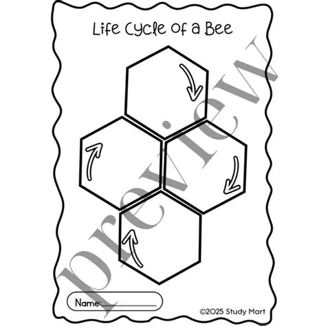Bee Life Cycle Activities Printable Worksheets And Coloring Pages By