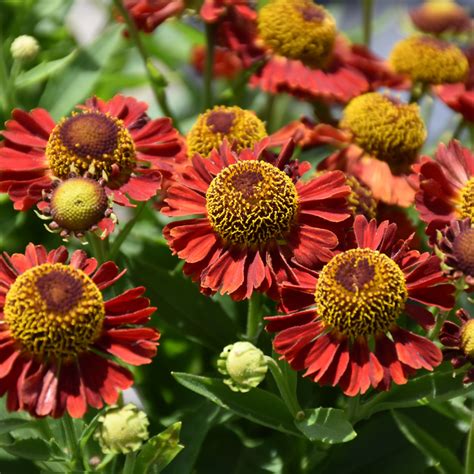 Sneezeweed Flower