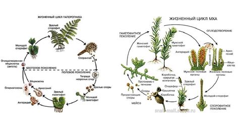 Exploring The Moss Diagram In Class 9
