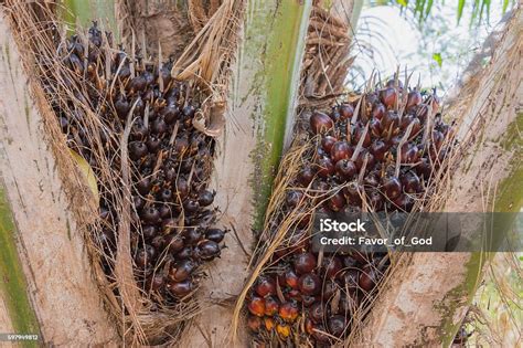 Biji Kelapa Sawit Pada Tanaman Kelapa Sawit Foto Stok Unduh Gambar
