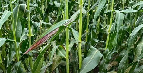Corn Stunt Disease Reported In Kansas