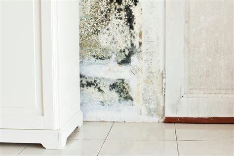 How To Detect Hidden Mold In Your House Before It Becomes A Problem Hq Grande Prairie