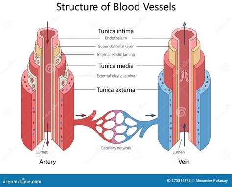 Arteries Diagram File Artery Structure Png Wikimedia Commons