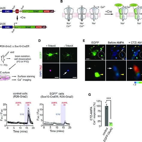 Cell Specific Glua2 Overexpression Disrupts Ampa Dependent Calcium Download Scientific Diagram