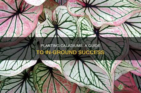 Planting Caladiums A Guide To In Ground Success Shuncy