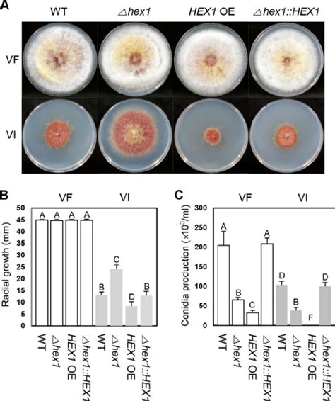 Effects Of Hex1 Gene Deletion Overexpression And Complementation Download Scientific Diagram