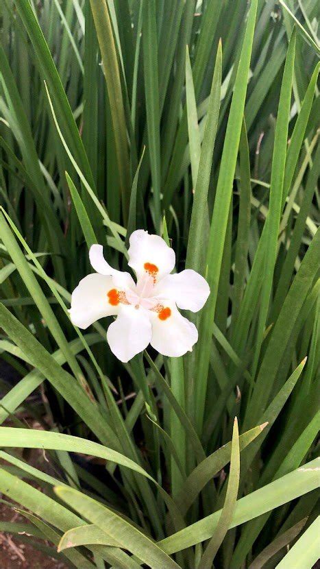 Moreia Branca Garden Oficina Da Terra