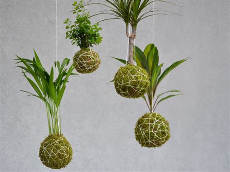 Classbento Brisbane App