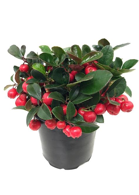 Gaultheria Procumbens