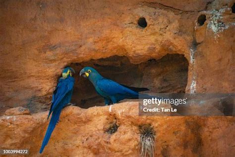Lears Macaw Photos And Premium High Res Pictures Getty Images