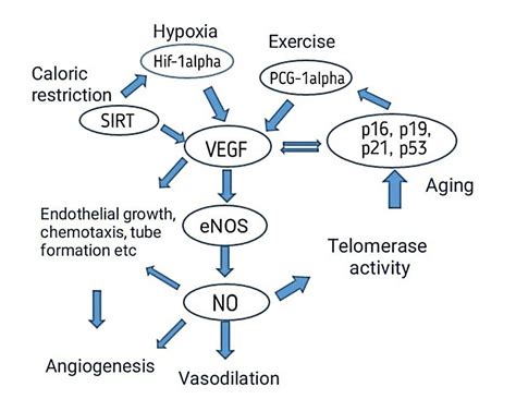 Factors Involved In Angiogenesis Exercise Hypoxia Caloric