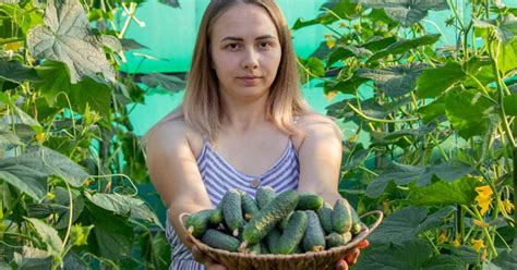 Importance Of Cucumber Sexually Benefits For Womens Wellness