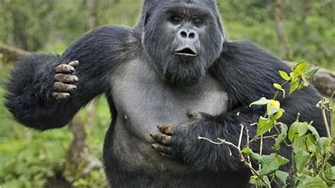 Why Do Gorillas Beat Their Chests