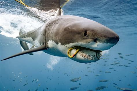 Tiger Shark Vs Great White Shark Comparison In Depth Updated 2026 Blog