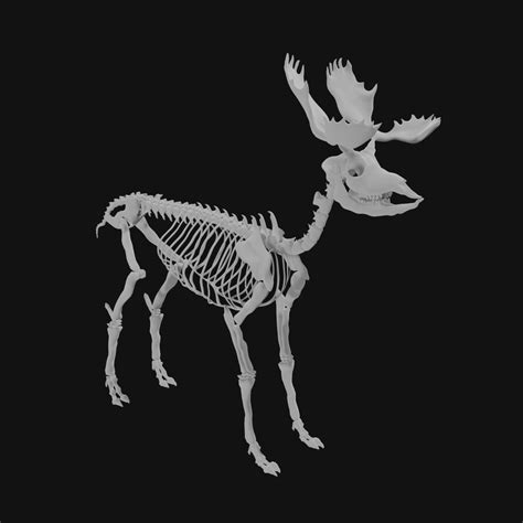 Moose Skeleton Drawing