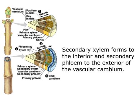 Ppt Ch 35 Plant Structure And Growth Powerpoint Presentation Free