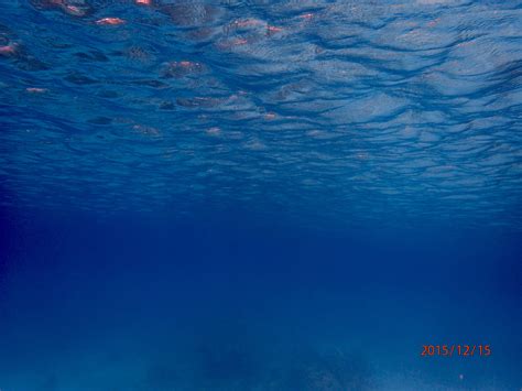 Programa De Conservación Y Manejo De Arrecifes De Coral De Puerto Rico