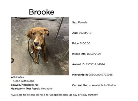 Please Consider Fostering Footloose Veterinary Services Facebook