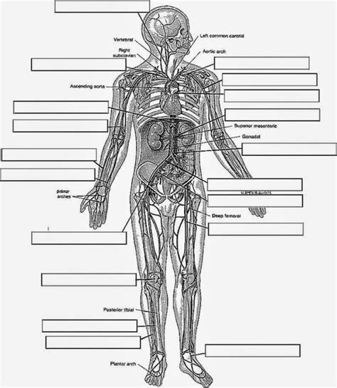 Download Or Print This Amazing Coloring Page Lines Free Anatomy And