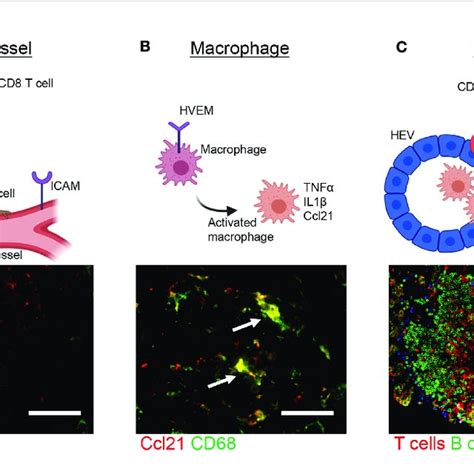Induction Of Cancer Associated Tls During Light Vtp Therapy A B