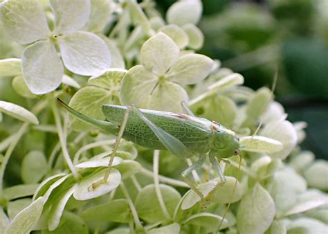 Bug Othe Week Drumming Katydid Riveredge Nature Center