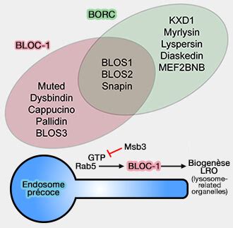 Système Endo Lysosomal Lro Lysosome Related Organelles Complexes