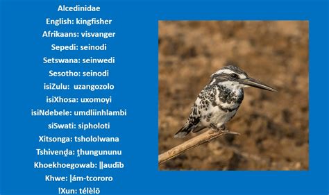 Bird Names In African Languages Bubulcus Ibis Cattle Egret Isizulu
