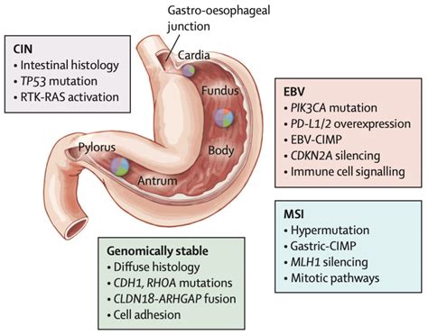Progress In The Discovery Of New Drugs Targeting Gpcr Class For Gastric