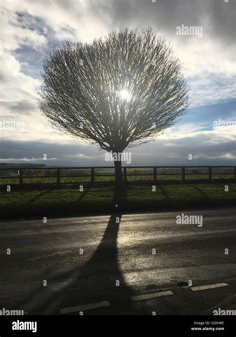 Tree Blocking Autumn Sunshine Stock Photo Alamy