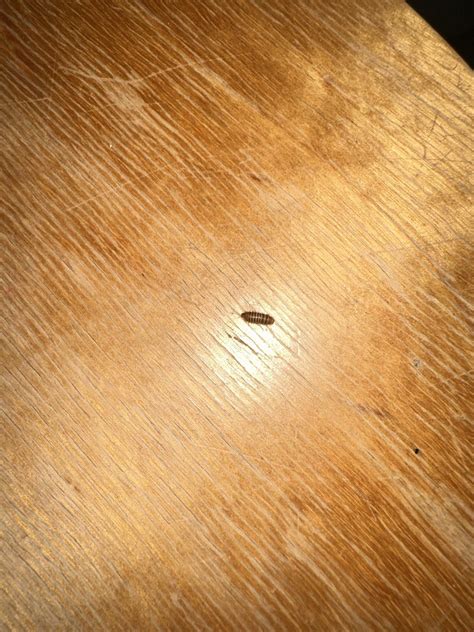 Carpet Beetle Casing Rwhatsthisbug