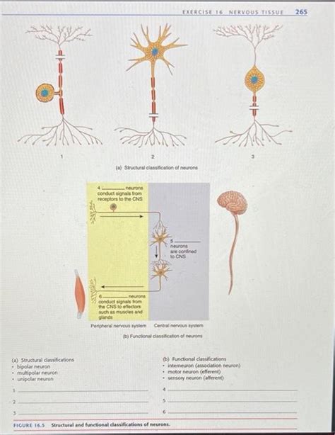 Solved EXERCISE NERVOUS TISSUE A Structural Chegg