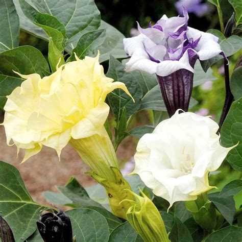 Datura Metel Leaf Datura Metel Downy Thornapple Atlas Of Living
