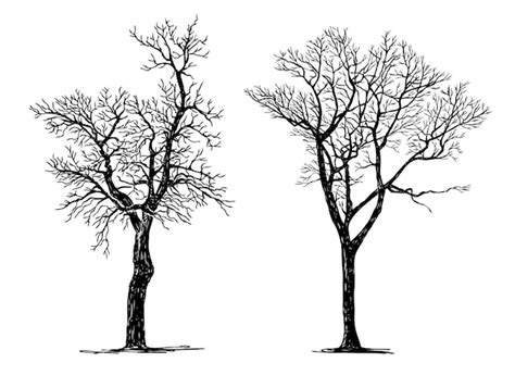Premium Vector Hand Drawing Of Silhouettes Two Bare Deciduous Trees
