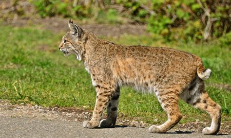 The Ubiquitous Bobcat Images