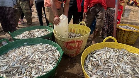 ពលរដ្ឋសម្រុក ទិញ ត្រី ធ្វើ ប្រហុក ផ្អក ខណៈទិន្នផល ត្រី កើន ឡើង Youtube