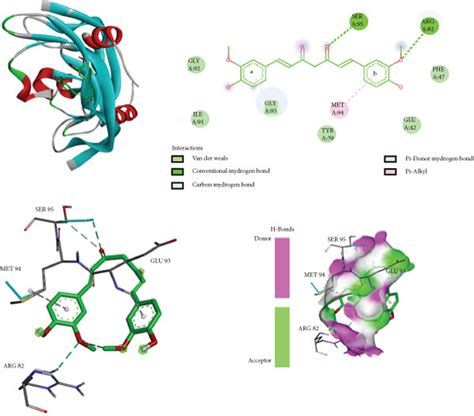A Molecular Docking Between Curcumin And Tp53 Affinity 6 5 B
