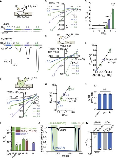 Parkinsons Disease Risk Protein Tmem175 Is A Proton Activated Proton