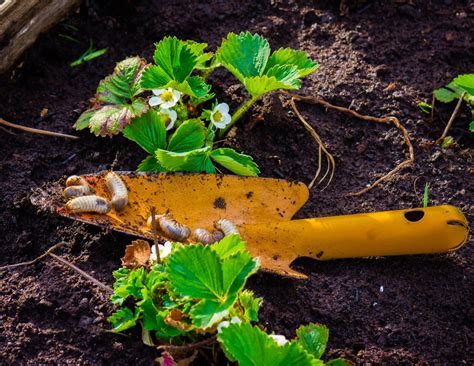 Robaki Pożerają Twoje Truskawki Czas Na Działanie