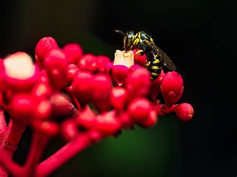 Bee Insect Pollinate Free Photo On Pixabay Pixabay