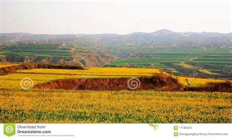 Flower In Luoyang Li Lou Stock Image Image Of Concentrated 117385353