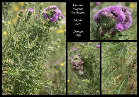 Cirsium Vulgare