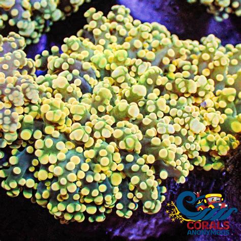 Solomon Islands Yellow Gold Rainbow Octospawn