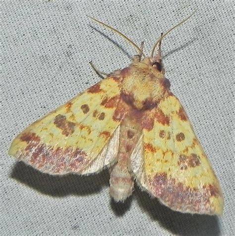 Papaipema Cerina Bugguidenet