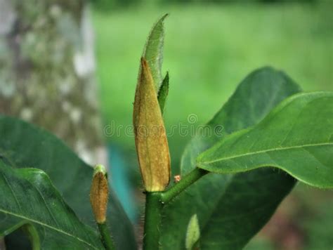 Young Jackfruit Shoots In A Farmer S Garden For Food Stock Image Image Of Streets Leaves