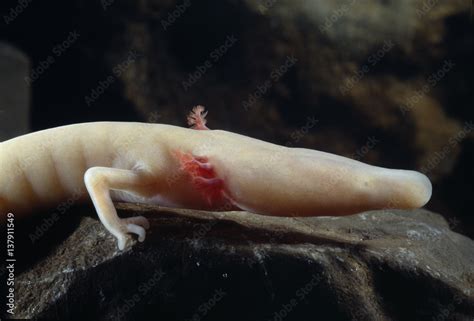 Olm Proteus Anguinus On Rock Oliero Cave Valle Del Brenta Commune