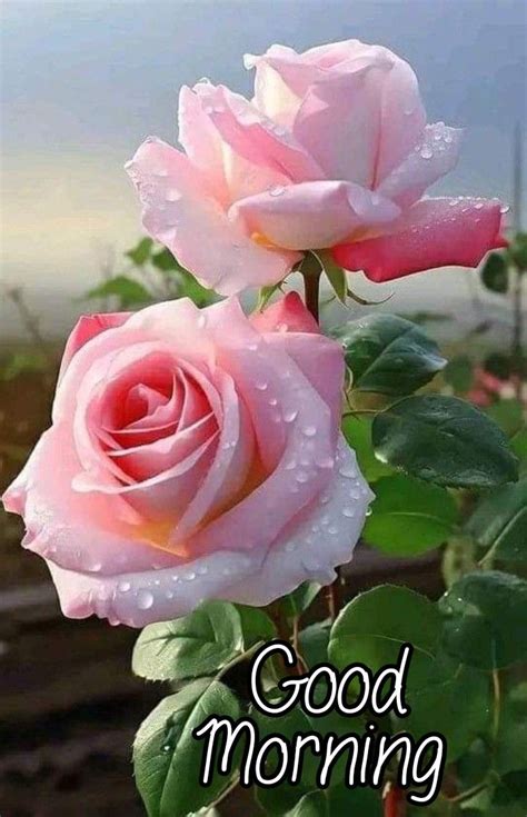 Pin By Vimala Praisy On Good Morning 🌄 Good Morning Flowers Pictures