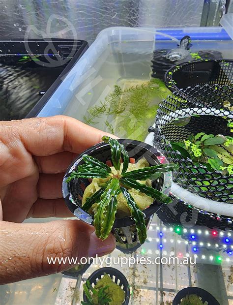Bucephalandra Catherine Red Plant Anubias Like Buce Only Guppies