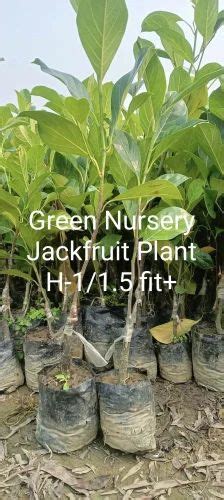 Well Watered Pink Jackfruit Plant For Fruits At ₹ 3000piece In