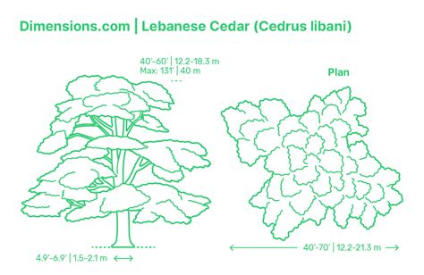 Deodar Cedar Cedrus Deodara Dimensions And Drawings