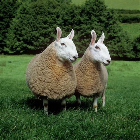 Border Leicester Ewe And Ram Photograph By Nigel Cattlin Fine Art America